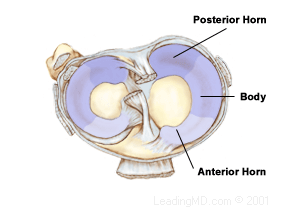 Meniscus Injuries